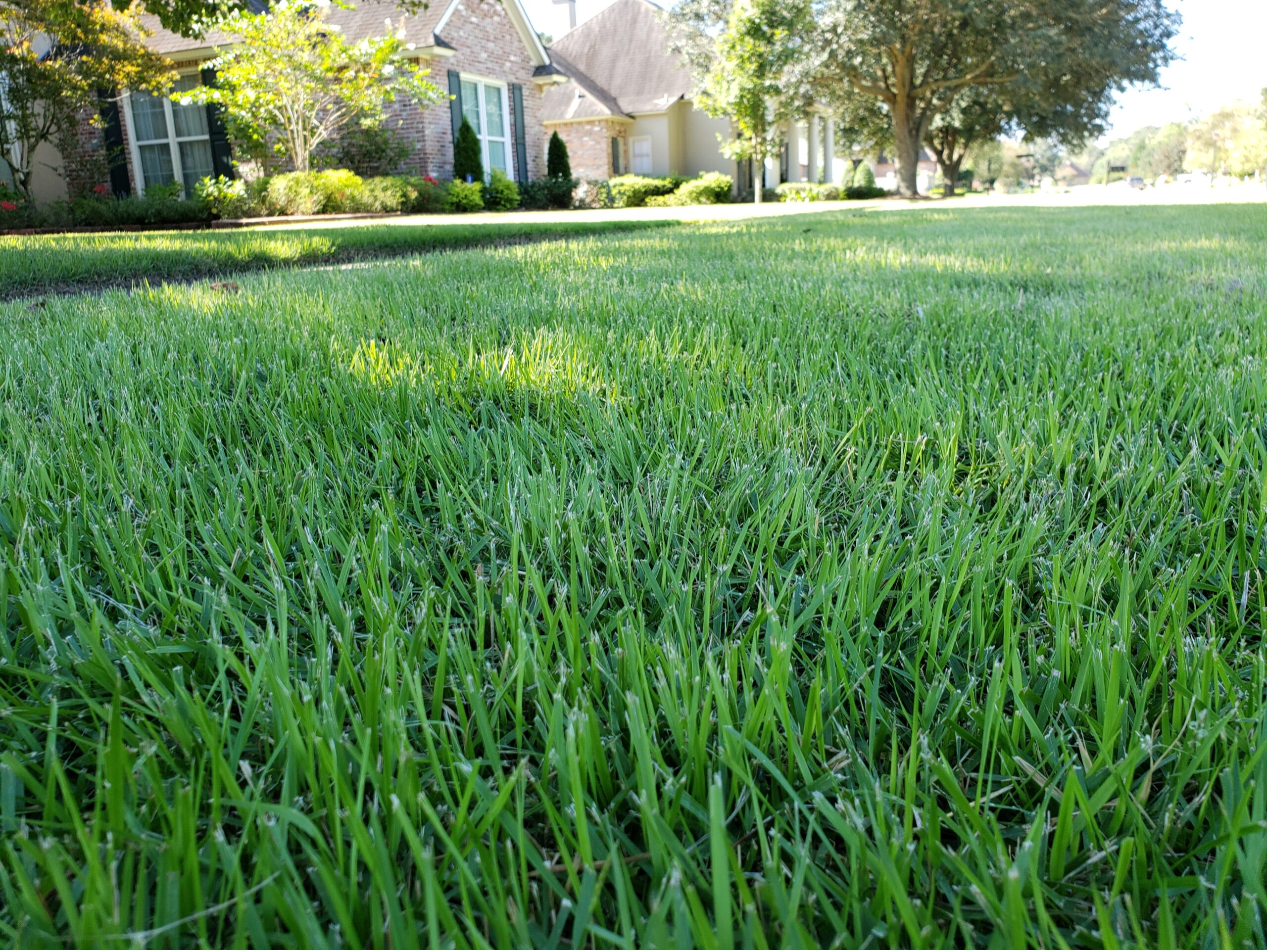 Lake Charles Sod - Sod Grass For Sale & Delivery in Lake Charles, La ...